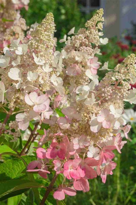 13 Dwarf Hydrangea Varieties Perfect For Small Gardens Hydrangea Love