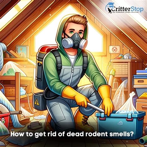 How To Get Rid Of Dead Rodent Smells Critter Stop