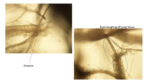Pythium Root Rot K State Turf And Landscape Blog