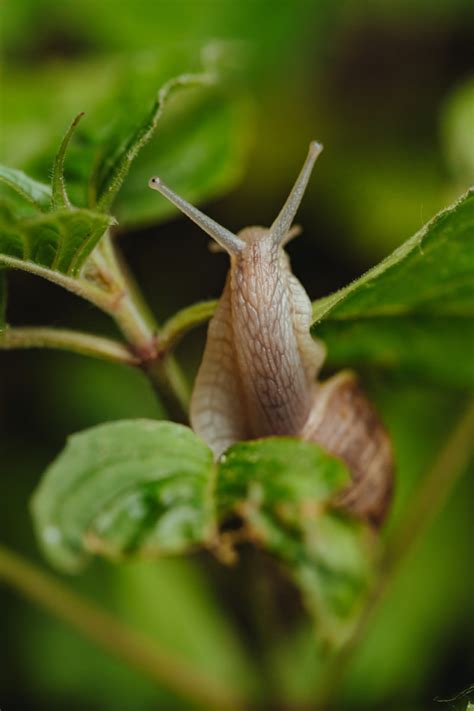 100 Siput Gambar Gratis