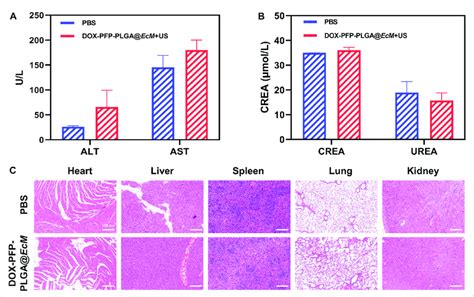 Biosafety Evaluation A Serum Levels Of Alt And Ast Liver Function Download Scientific