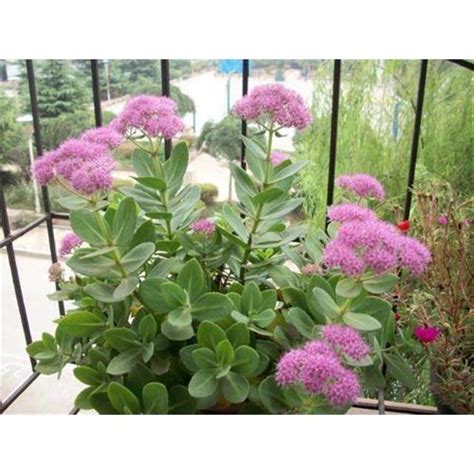 八宝景天图片植物图片 景天科植物八宝 犀牛图片网