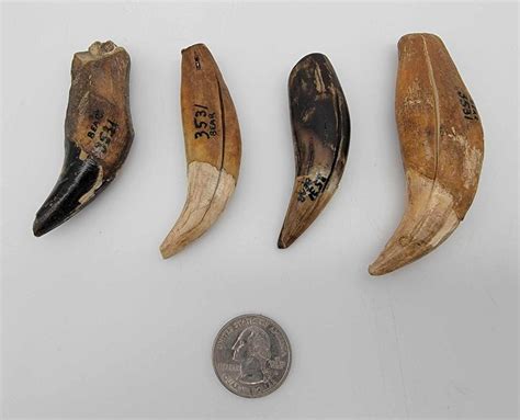 Polar Bear Tooth
