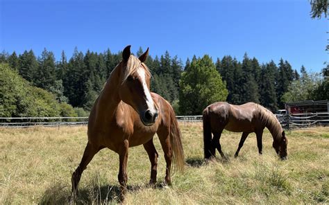 Cleopatra Save A Forgotten Equine Safe
