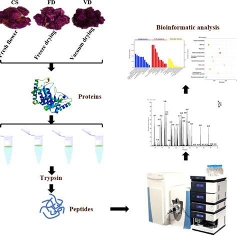 Workflow For Sample Preparation And Experiment Design Download