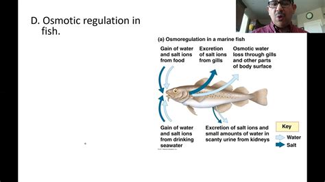 Osmoregulation Youtube
