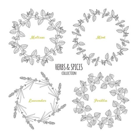 Hand Drawn Set Of Culinary Herbs And Spices Vector Image
