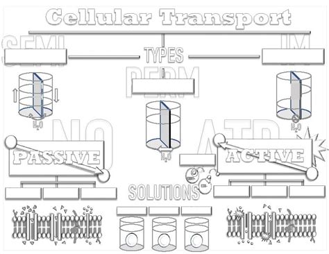 Cellular Transport Sketchnotes Student Version By Mammoth Science