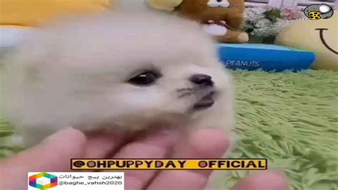 سگ پاکوتاه کیوت