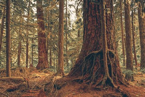 Commensalism Examples In Forest