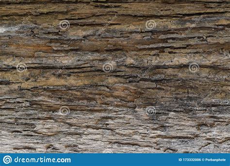 Seamless Tree Bark Texture Stock Photo CartoonDealer Com 192882114