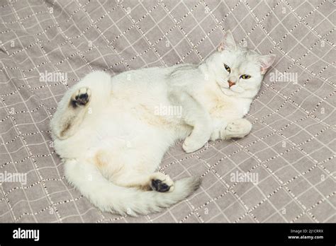 The Cat Lies In A Funny Position On The Bed British Shorthair Silver