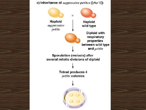 Extrachromosomal Inheritance Introduction Extra Nuclear Inheritance Is