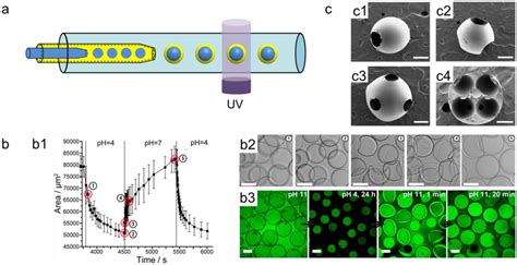 A Schematic Diagram Of Gel Microspheres Formed By In Situ Ultraviolet Download Scientific