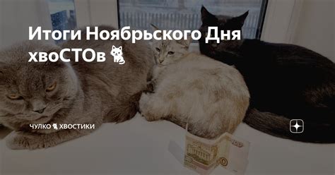 Итоги Ноябрьского Дня хвоСТОв🐈 Чулко🐈Хвостики Дзен