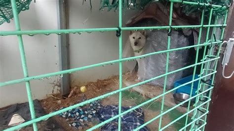 비가 와서 산책나가지 못하는 공장개의 모습에 자꾸 발걸음이 멈춘다 L 비로 인해 산책 나가지 못하는 공장개의 표정 L 비가 와서