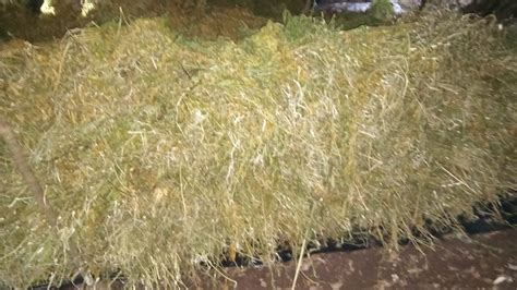 කෝටි 06 කට අධික වටිනාකමින් යුත් ගංජා තොගයක් අත්අඩංගුවට Photos