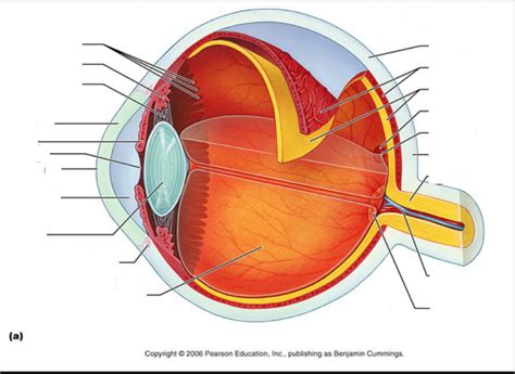 Eye Midterm Diagram Quizlet