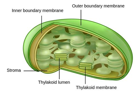 Thylakoid Membrane Photosynthesis