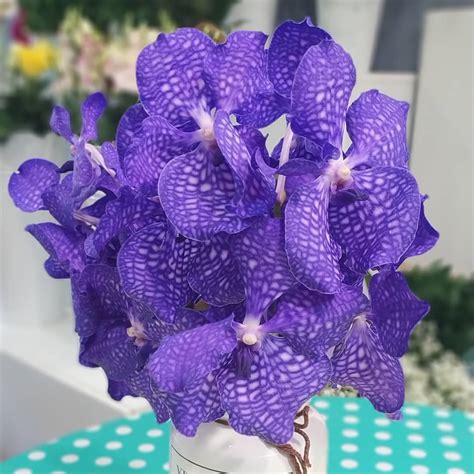 Orhideja Vanda Cvjećara Tuzla Cvjećara Čarolija