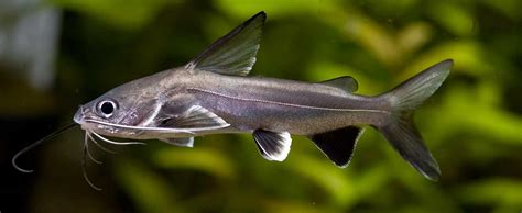 Arius Seemanni Akvarie Androide Dk