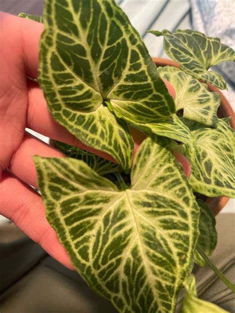 okay so ive never “loved” the look of syngonium but my friend gave me