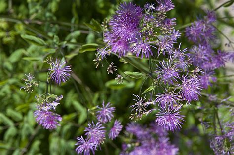 How To Grow Meadow At Alice Hager Blog