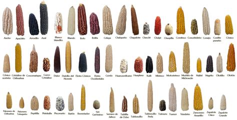 Corn Selective Breeding Thinglink Maize Corn Maize Plant