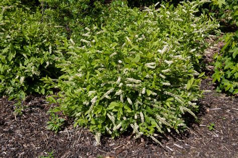 Planting Guide For Virginia Sweetspire The Plant Native