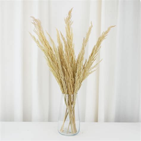 Store Naturfarvet Tørret Pampas Græs 80 Cm Lange Til Store Vaser