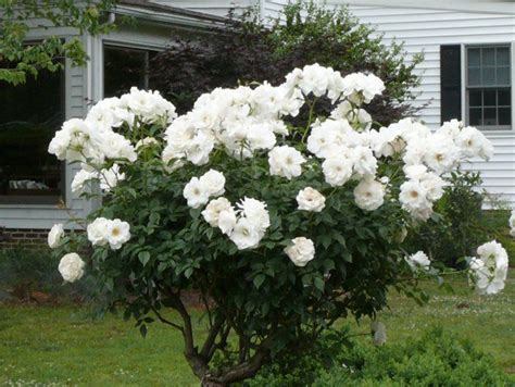 The “iceberg” Floribunda Rose Rosa Spp Also Known As Rosa “korbin