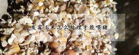 玉米一般几月份种 —【发财农业网】