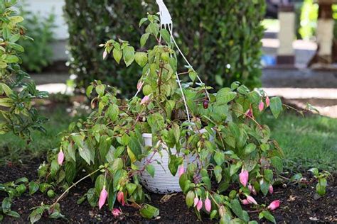 How To Revive A Wilting Fuchsia Plant Gardeners Path