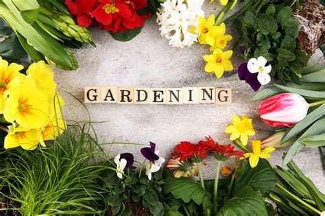 원 예 플랫 누워 나무 편지 아름다운 봄 꽃과 튤립 정원사와 화분을위한 도구 세트 0명에 대한 스톡 사진 및 기타 이미지 0명 계절 꽃 식물 Istock