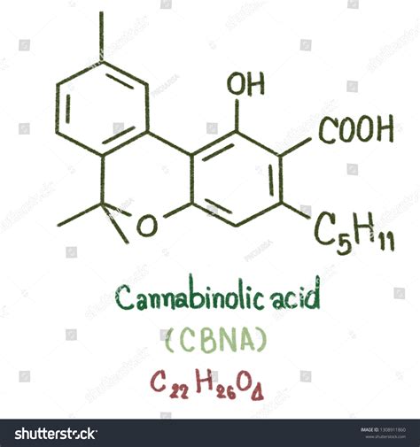 Structure Cannabinolic Acid Cannabinoids Type Cannabis Stock Illustration 1308911860 Shutterstock