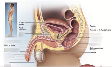 Male Reproductive Practical Diagram Quizlet