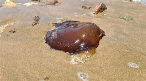 Yeppoon Photo Of Blob At Qld Beach Is A Jellyfish Expert Says The Advertiser