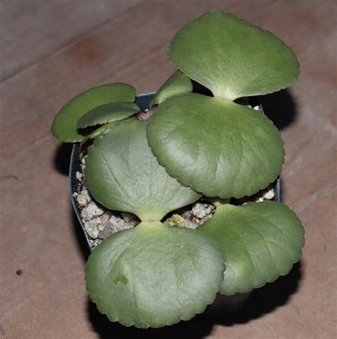 Crassula Pacific Bulb Society