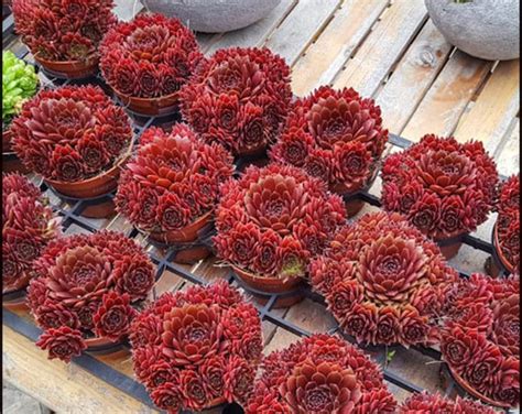 Royal Ruby Hen And Chicks Sempervivum Live Plants 25 X 4 Inch Potted House Plants Ground Cover