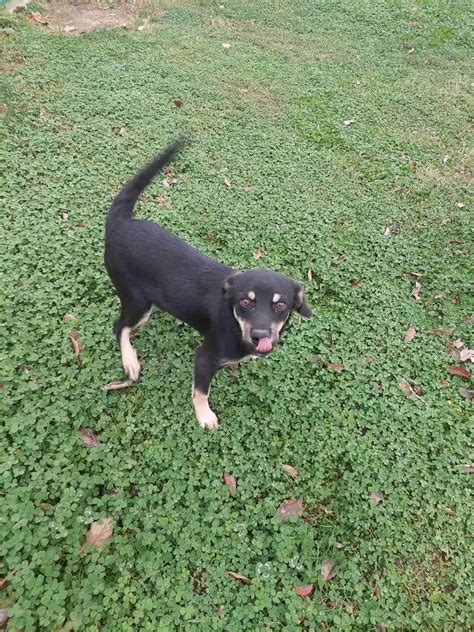 Moose Strayswithoutborders Uk