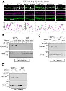 Inverse Synaptic Tagging Of Inactive Synapses Via Dynamic Interaction Of Arc Arg3 1 With Camkiiβ
