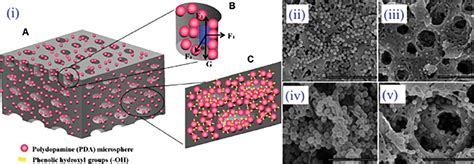 Polydopamine‐enabled Biomimetic Surface Engineering Of Materials New