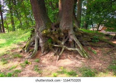 Hundred Trees Connected By Roots Royalty Free Images Stock Photos Pictures Shutterstock