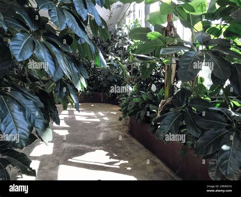 A Long Hallway With Plants On Either Side The Plants Are Green And