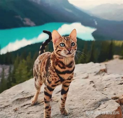 全网公认颜值高的5种猫第二位最好养第一个有争议 知乎