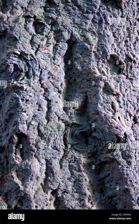 Tree Bark Texture Looking Rather Like An Aerial Picture Of A Rugged Landscape Stock Photo Alamy