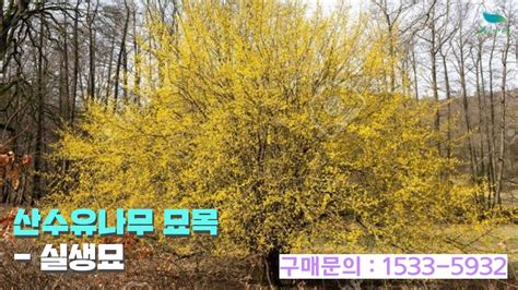 신바람 플랜트 협력농가 판매상품 산수유 산수유나무 묘목 실생묘 시골집매매 농가주택매매 전원주택부지 매매 Youtube