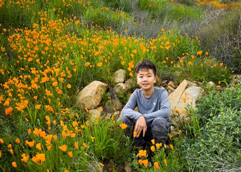 California Poppies In Lake Elsinore Leicalux