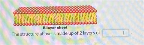 Solved Bilayer Sheet The Structure Above Is Made Up Of 2