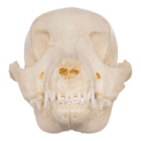 Real Domestic Dog Partial Skeleton For Sale — Skulls Unlimited